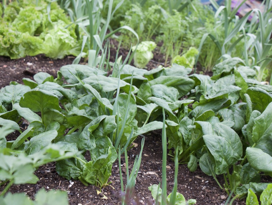Polytunnel polyculture & spring flowers - Stephanie Hafferty