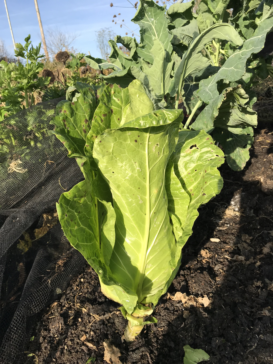No Dig Allotment November Update - Stephanie Hafferty