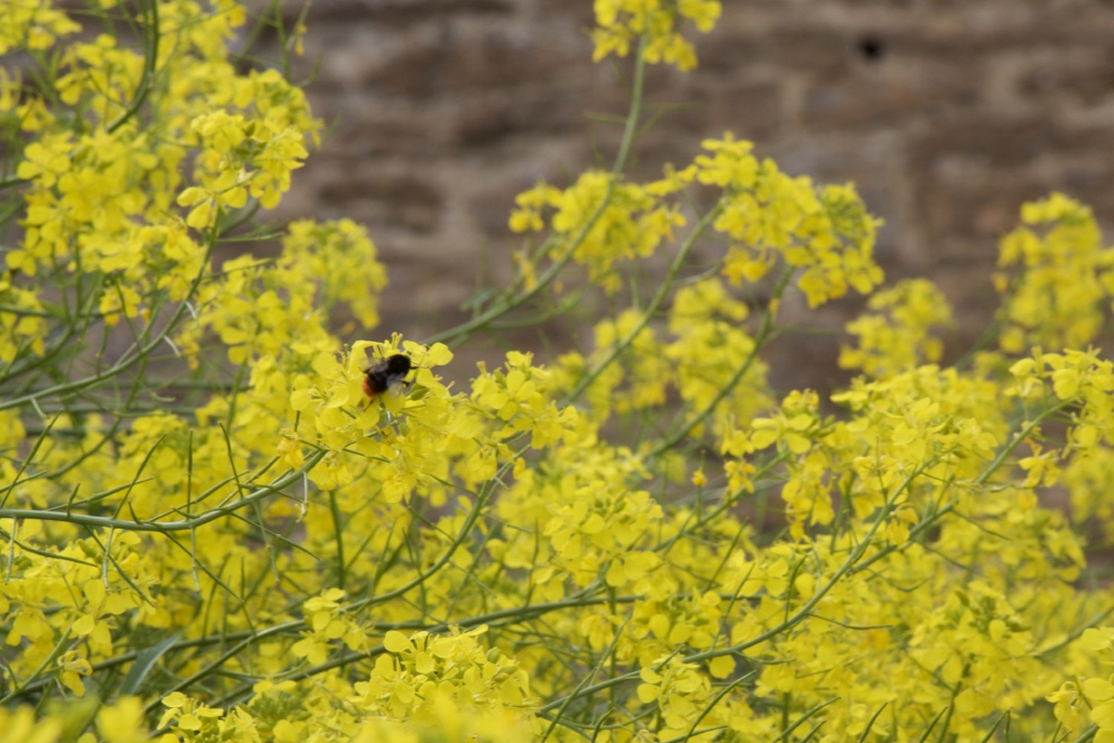 Kale - Root to Shoot: leaves, flowers, sprouts and more! - Stephanie ...