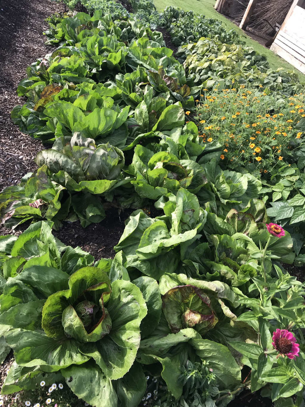 Homeacres No Dig Garden Photo Tour - Stephanie Hafferty