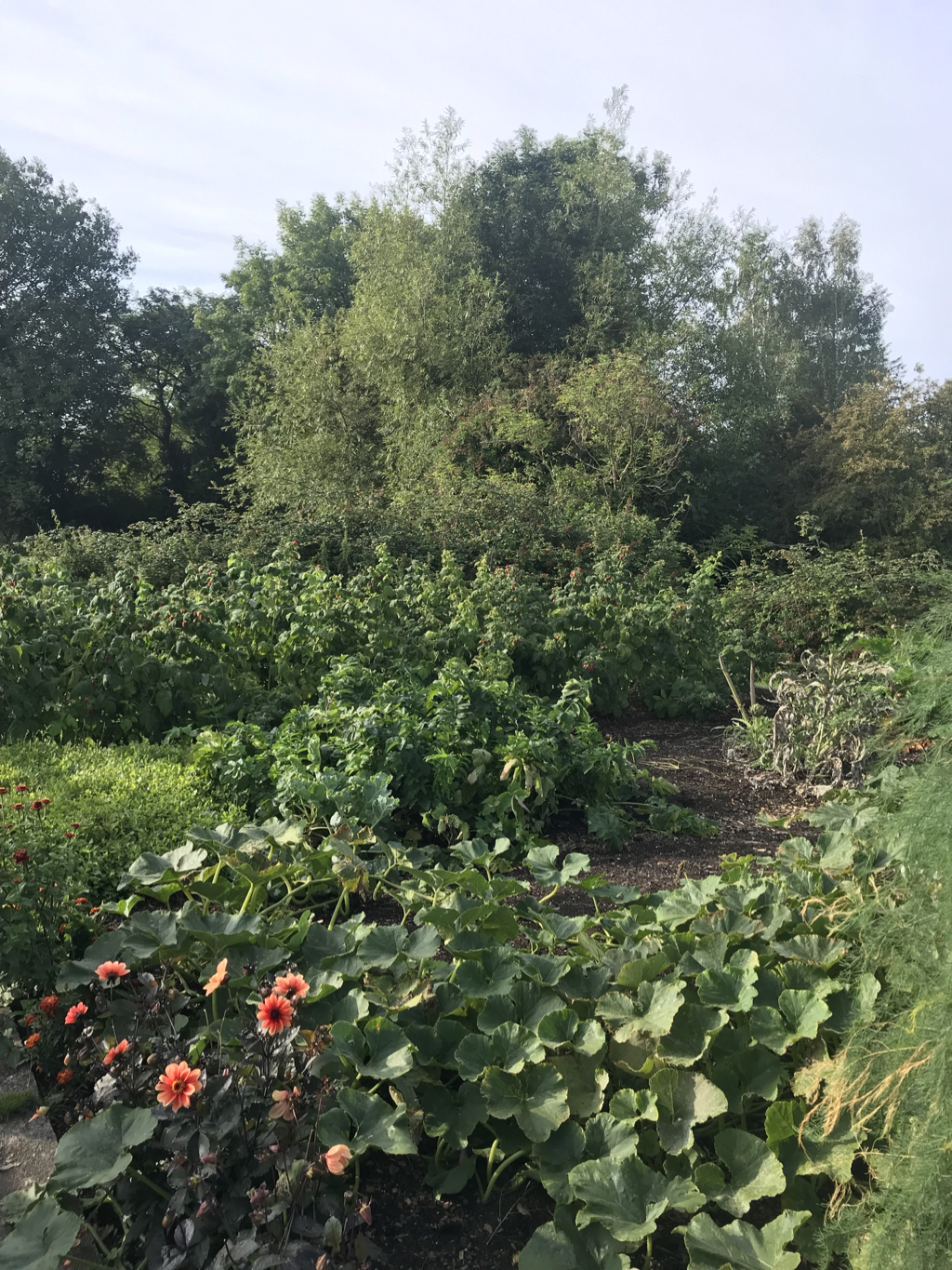 Homeacres No Dig Garden Photo Tour - Stephanie Hafferty